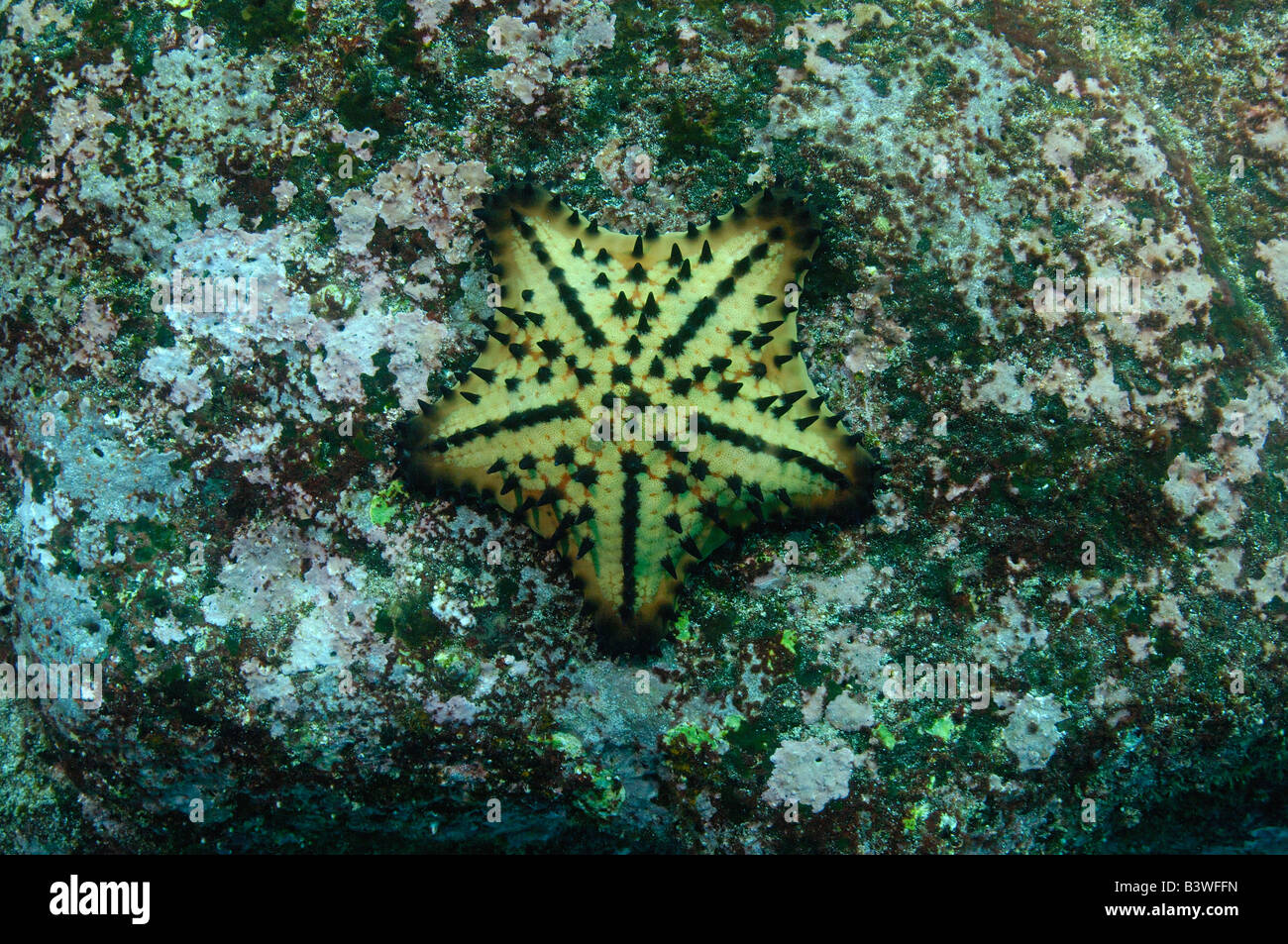 Starfish galapagos islands hi-res stock photography and images - Alamy
