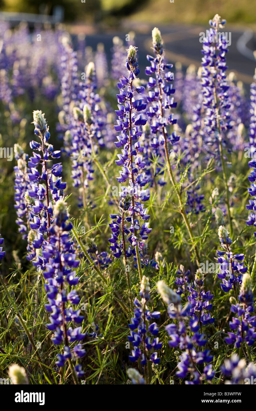 A California native annual, the Miniature Dove Lupine, colors the ...