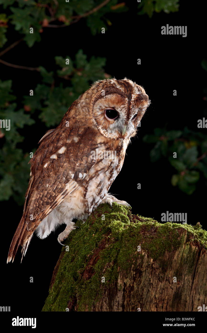 Owl looking down hi-res stock photography and images - Alamy