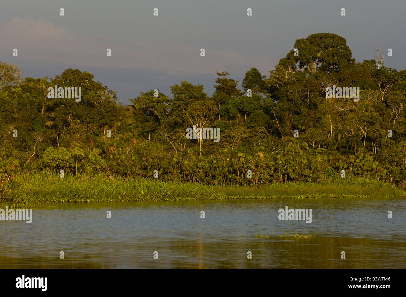 Jungle lake close to Yasuni National Park. Napo River Amazon Rain ...