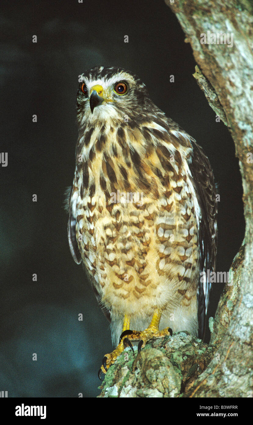 Mexico, Tamaulipas State. Portrait of roadside hawk perched in tree ...