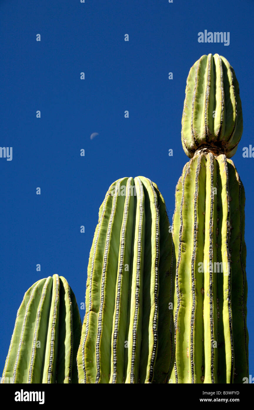 Mexico, State of Sonora, San Carlos. Saguaro cactus in Sonoran Desert ...