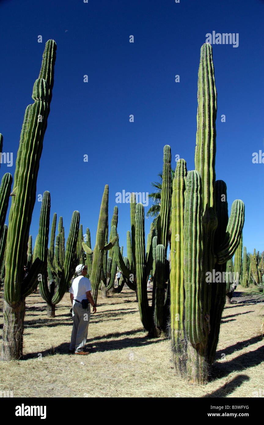 Mexico, State of Sonora, San Carlos. Saguaro cactus in Sonoran Desert ...
