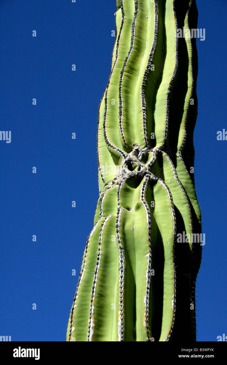 Mexico, San Carlos. Saguaro cactus Stock Photo - Alamy