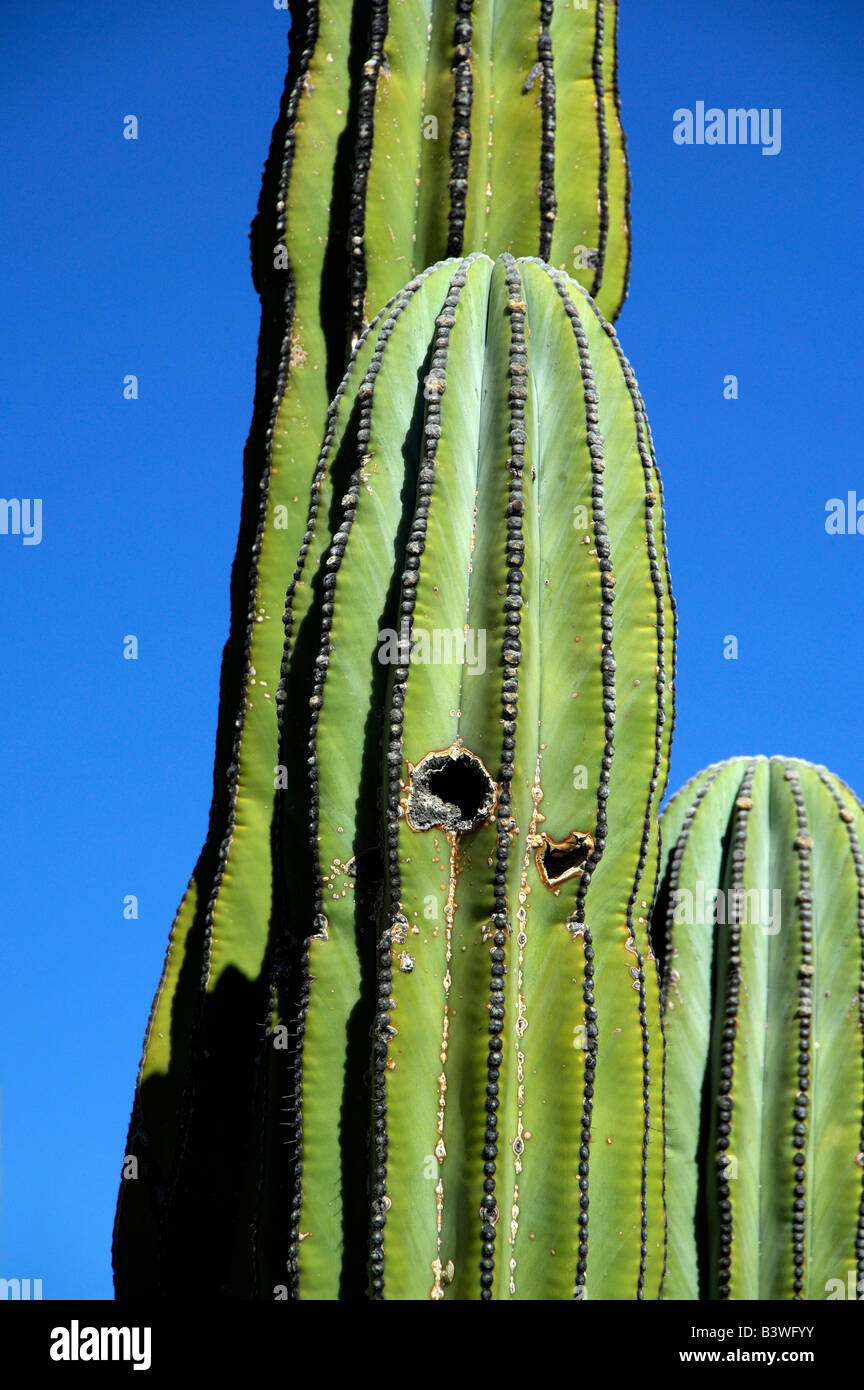 Mexico, State of Sonora, San Carlos. Saguaro cactus in Sonoran Desert ...
