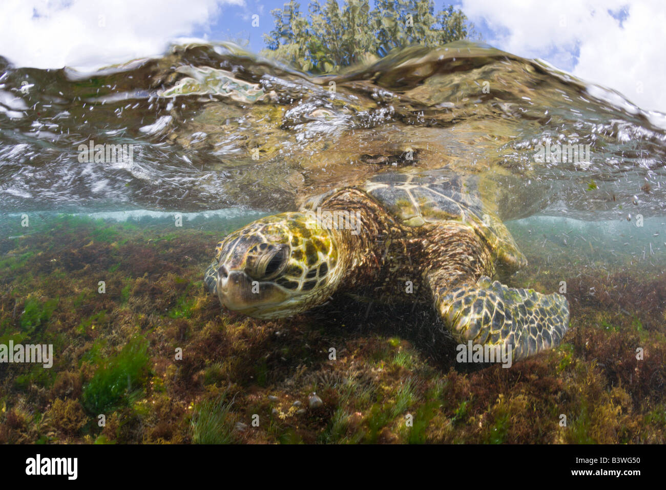 Green sea turtles algae hi-res stock photography and images - Alamy