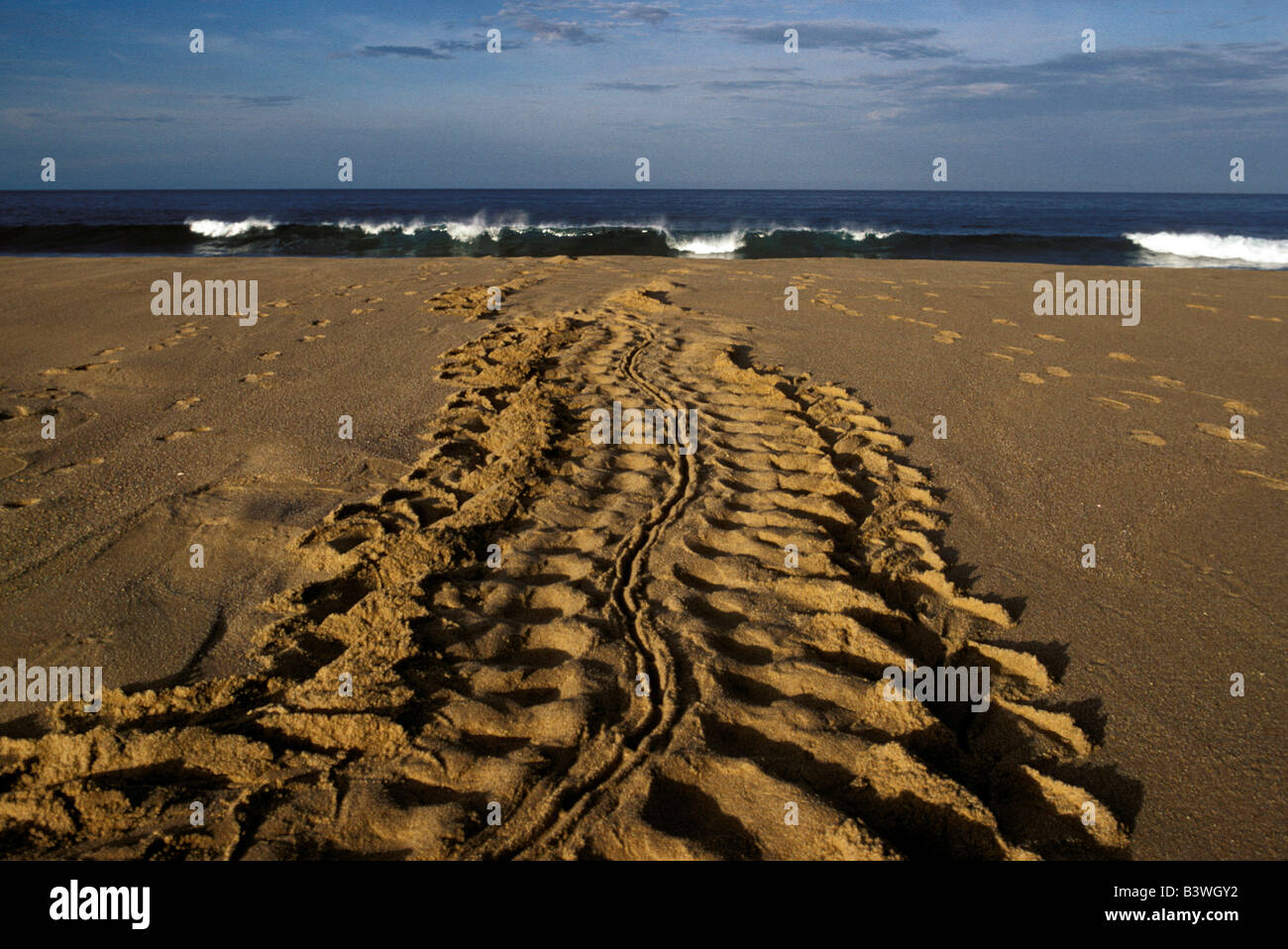 North America, Mexico, Baja California. Leatherback turtles ...