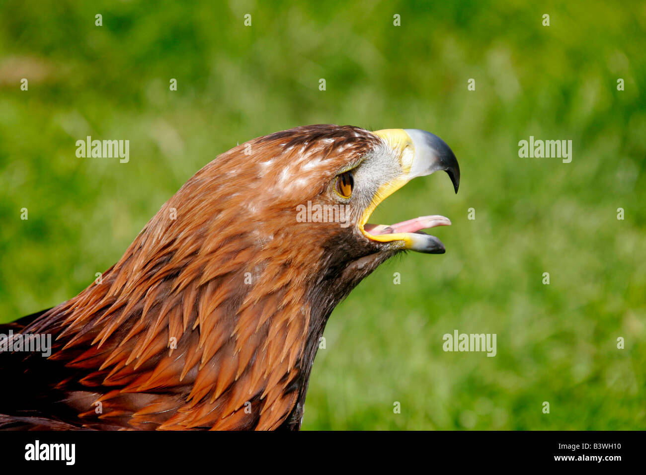 Largest eagle species hi-res stock photography and images - Alamy