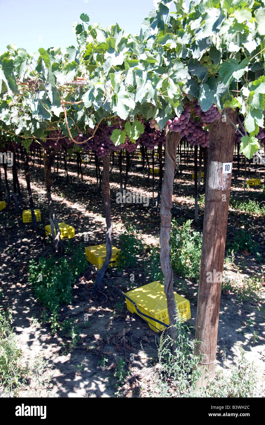 Vine of Red Grapes Stock Photo - Alamy