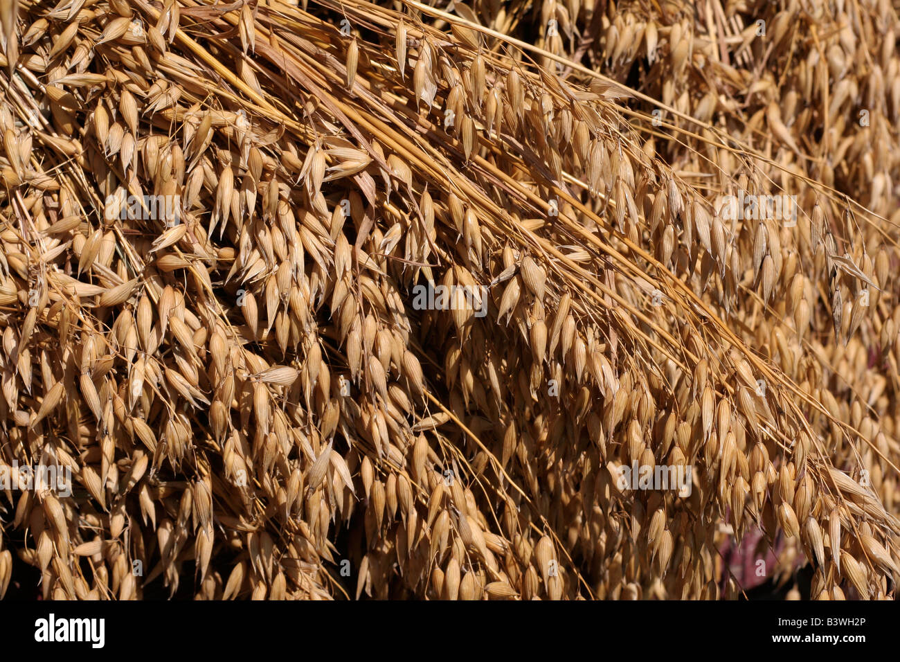 Grain stalk hi-res stock photography and images - Alamy