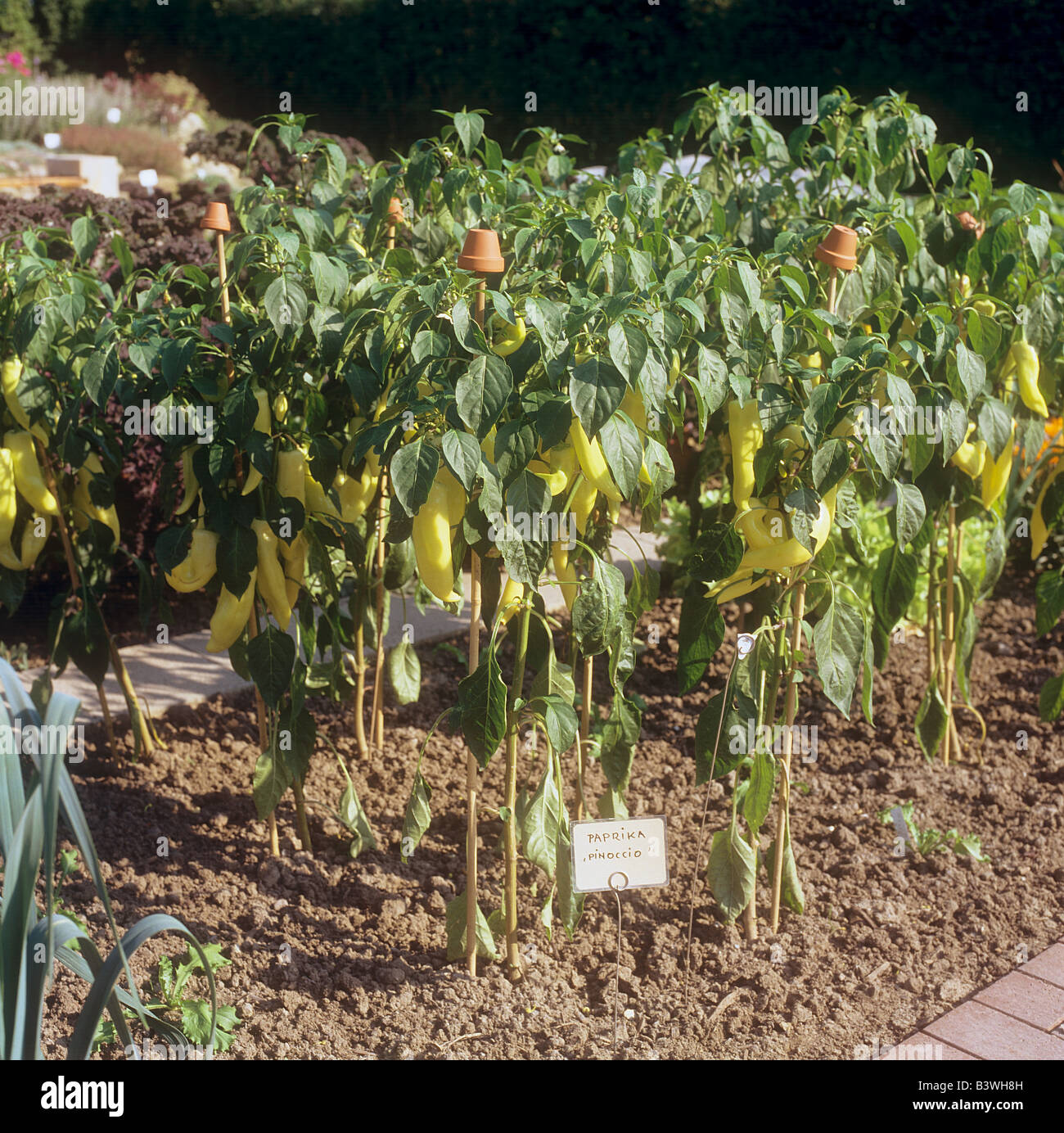 capsicum / Capsicum annuum Stock Photo - Alamy