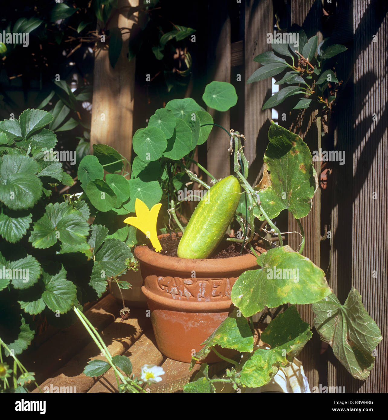 Cucumber plant pot hi-res stock photography and images - Alamy