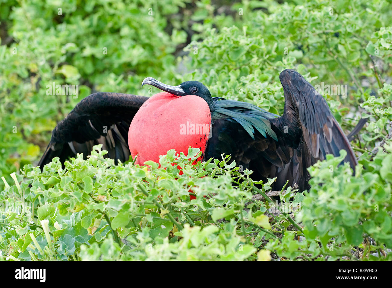 Great Frigatebird with inflated gular sac Stock Photo - Alamy