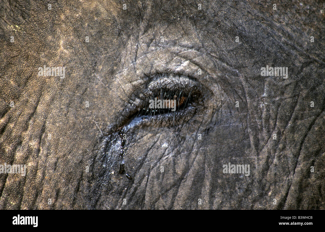 Eye of an elephant Stock Photo - Alamy