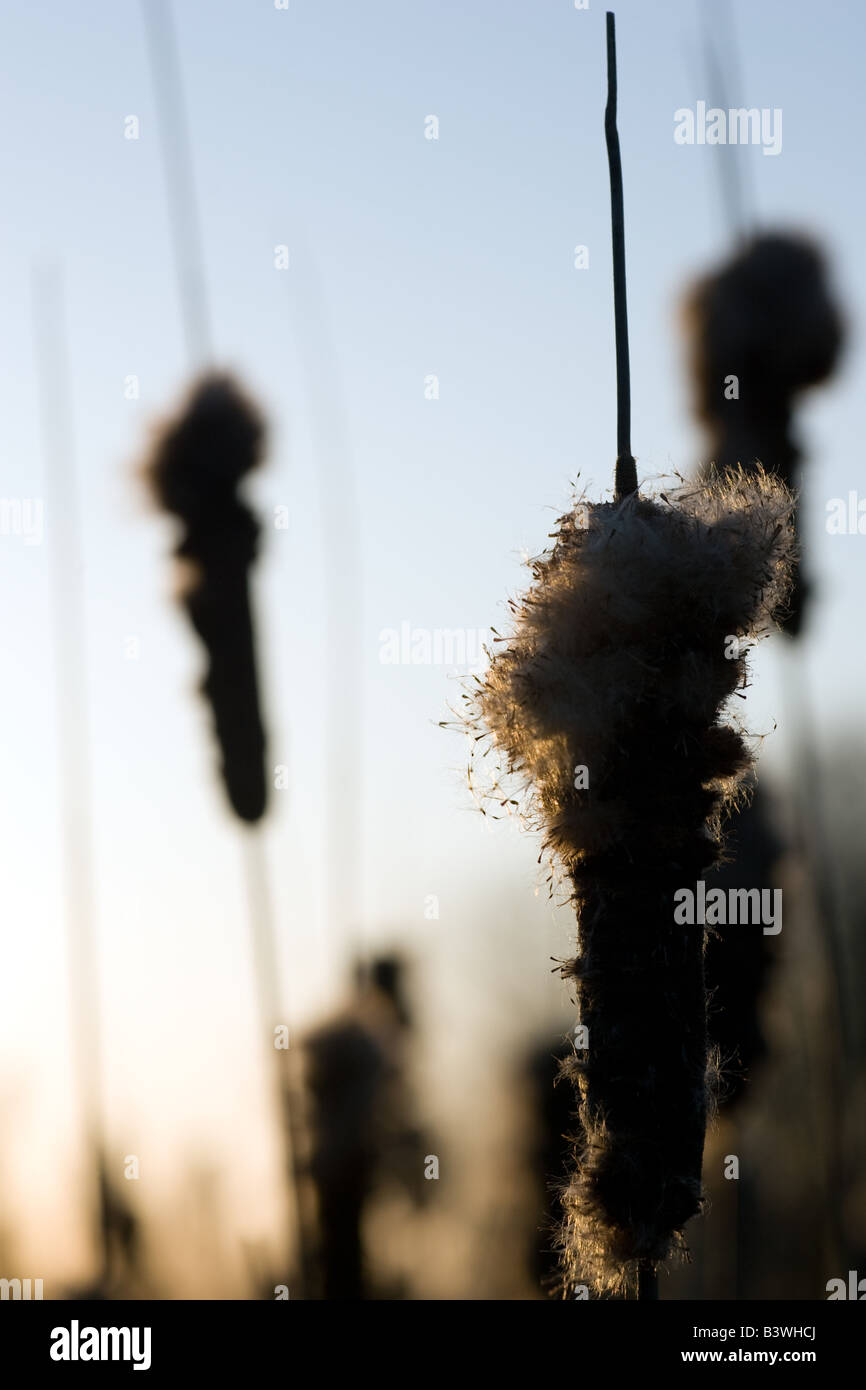 Bullrushes hi-res stock photography and images - Alamy