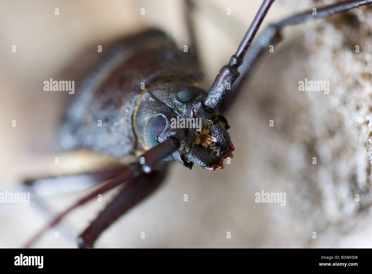 insect bug jaws large Stock Photo - Alamy