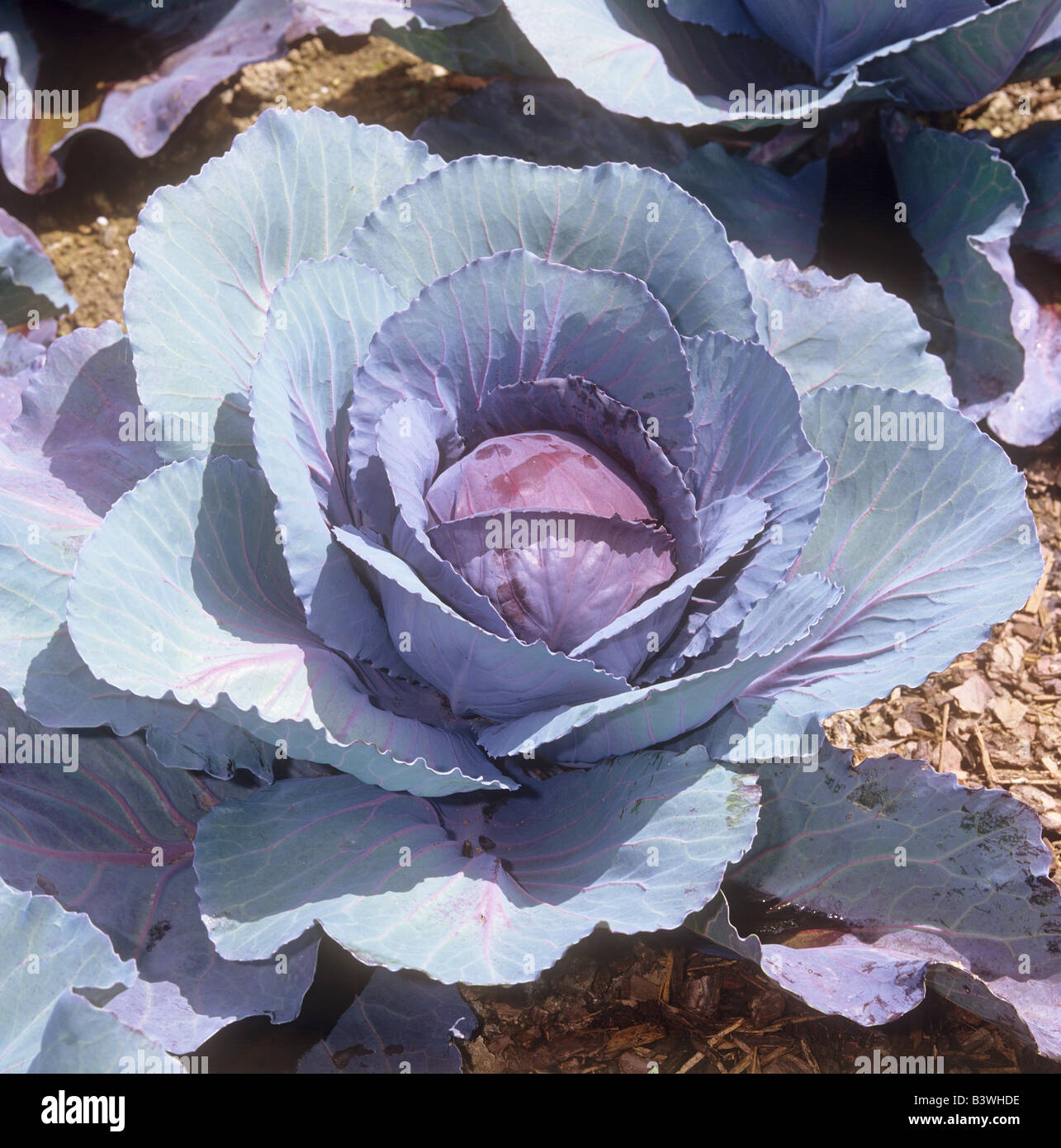 Red Cabbage / Brassica oleracea var. capitata f. rubra Stock Photo - Alamy