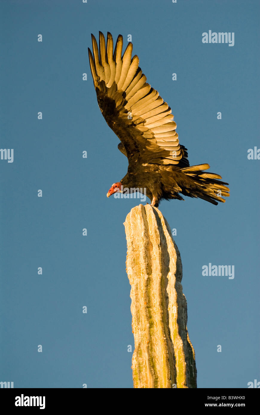 Mexico, Baja California, Sonoran Desert. Classic desert scenic with ...