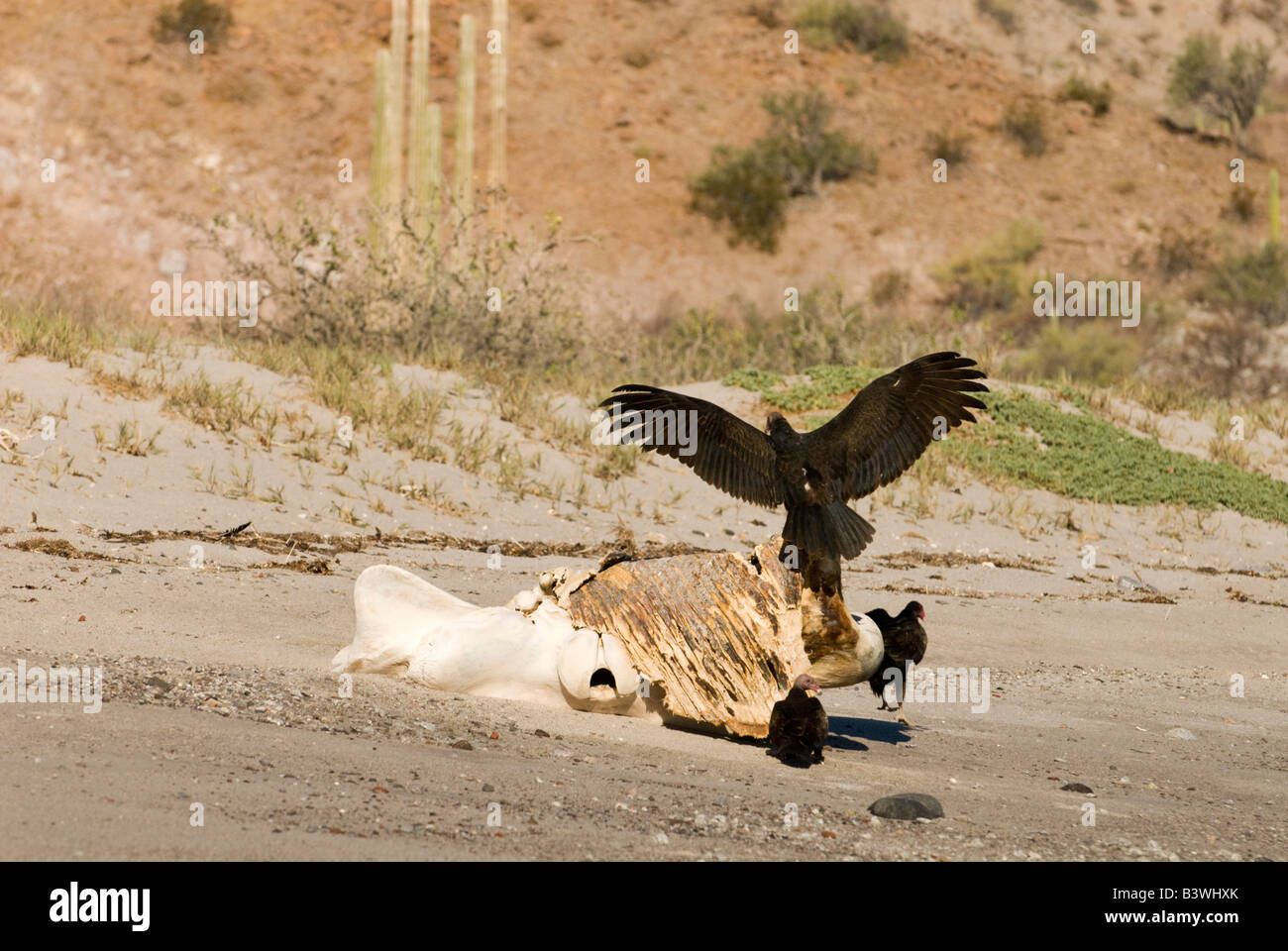 Turkey vultures desert hi-res stock photography and images - Alamy
