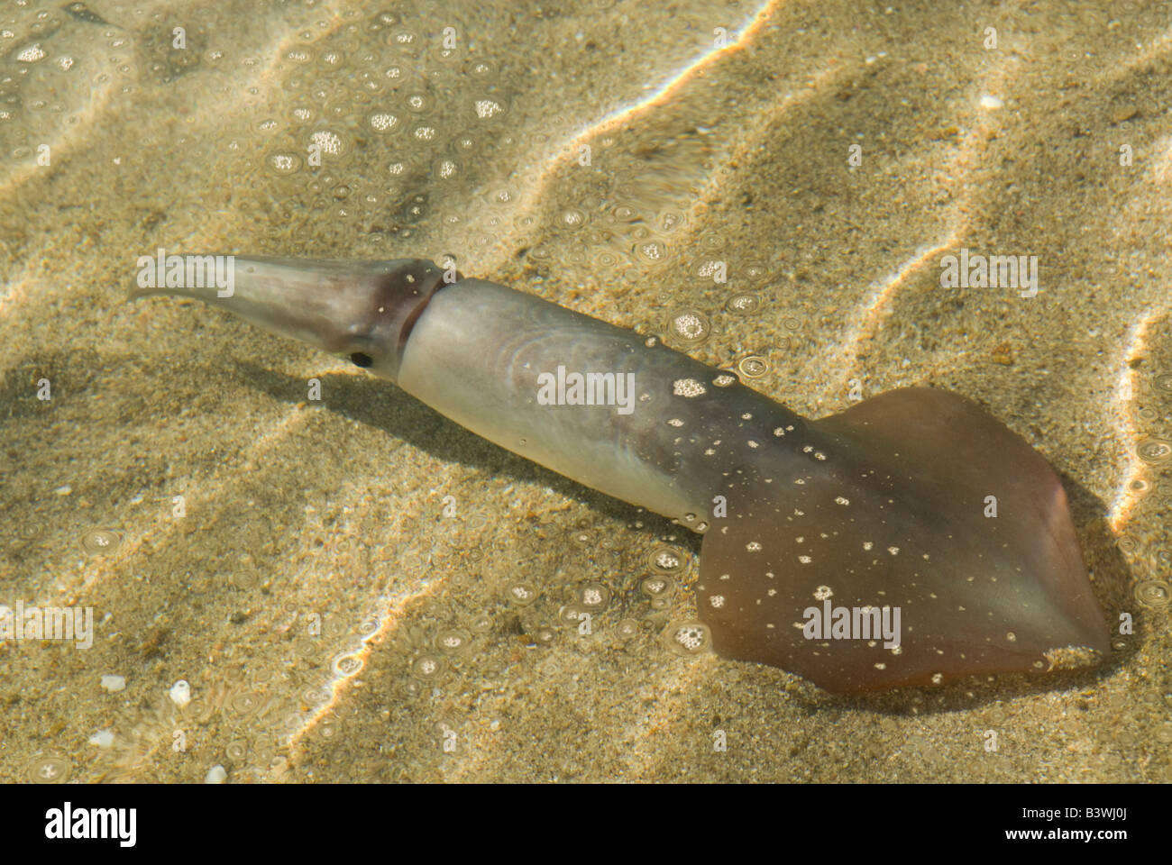 Humboldt squid hi-res stock photography and images - Alamy