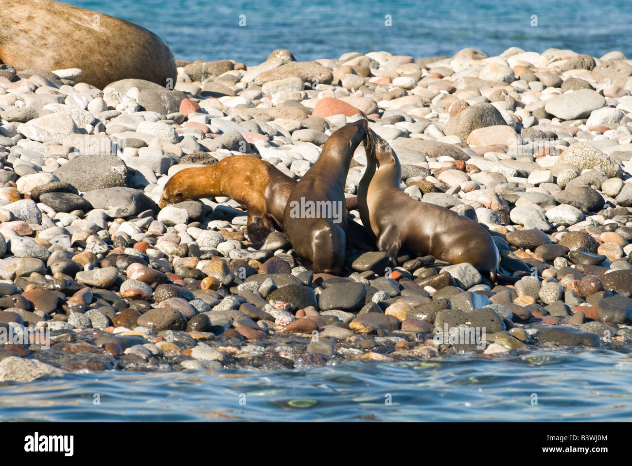 Animas mexico hi-res stock photography and images - Alamy