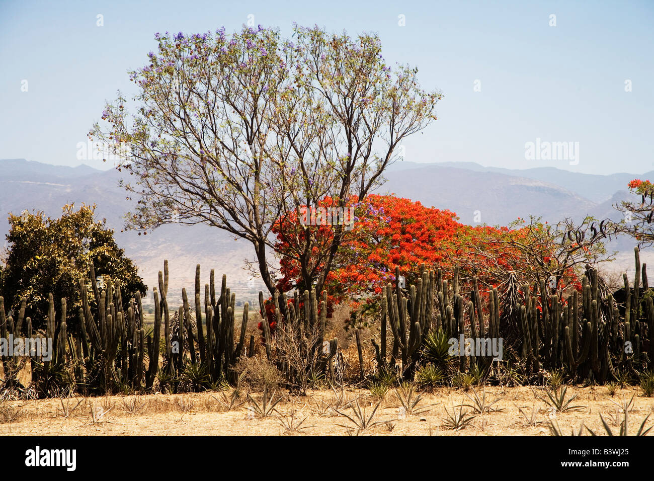 Landscape with trees at San Marco, Oaxaca State, Mexico Stock Photo - Alamy