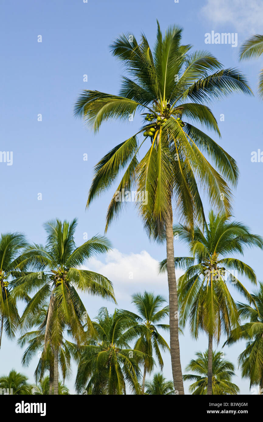 Mexico, Jalisco, Barra de Navidad. Palm Trees Along Coast Road #200 ...