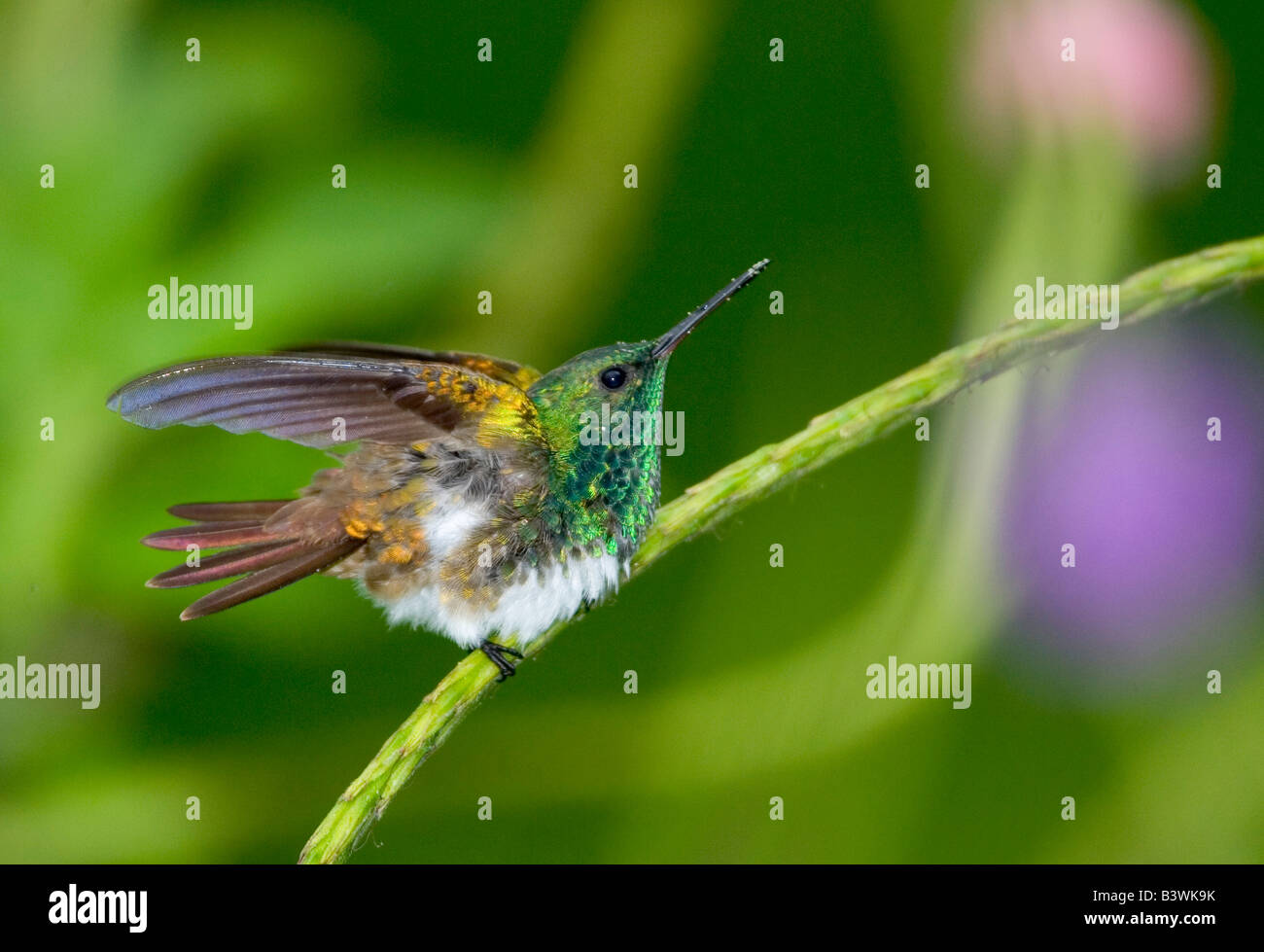 Snowy bellied hummingbird hi-res stock photography and images - Alamy