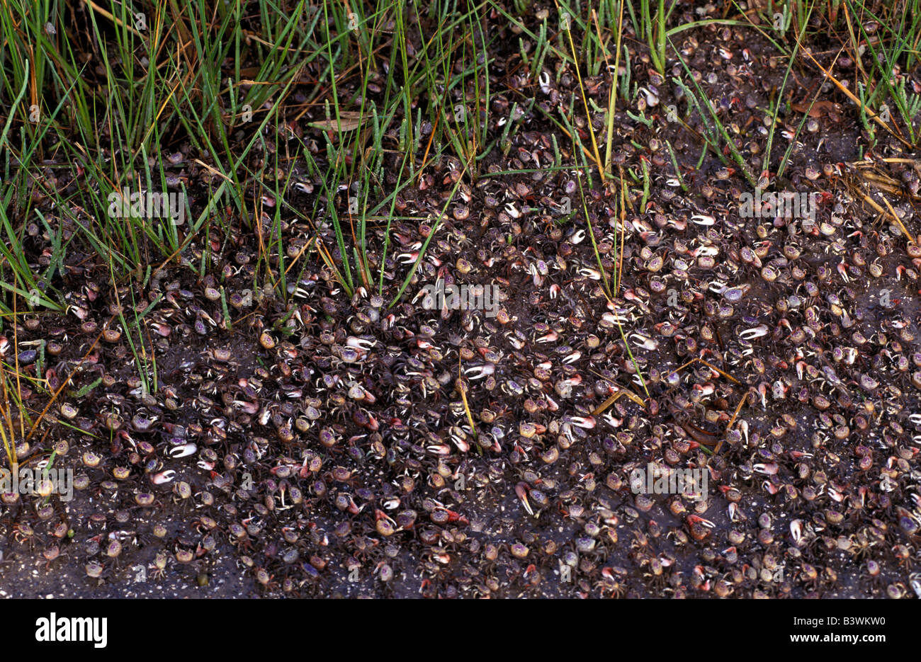 Panama wildlife migration hi-res stock photography and images - Alamy