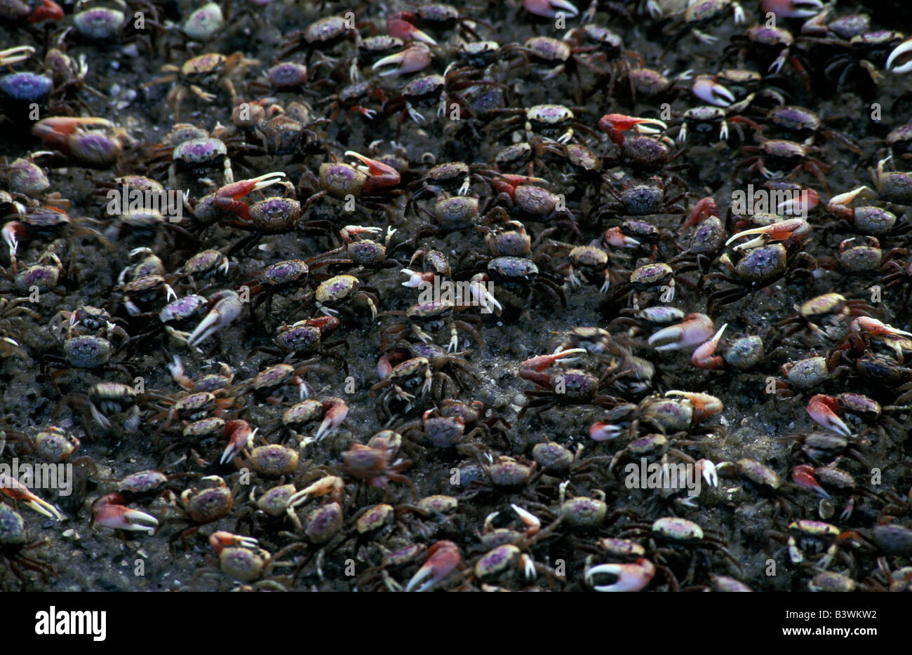 North America, Central America, Panama, Boca Del Torro. Crab migration ...