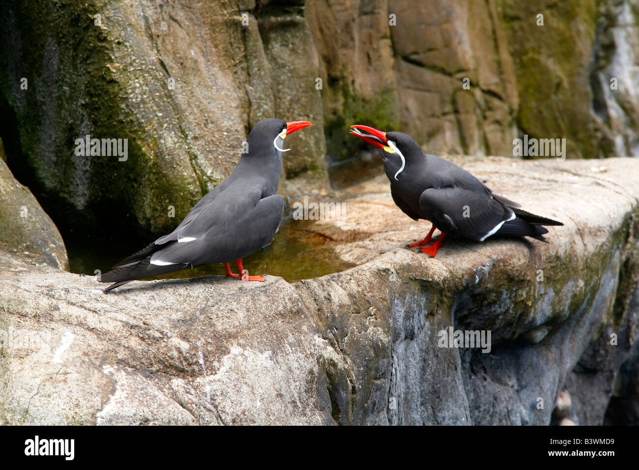 Chile. Inca Terns (Larosterna inca) displaying to each other with fish ...