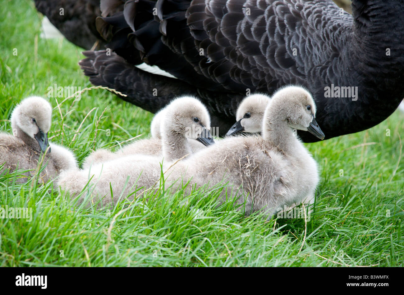 Black cygnets hi-res stock photography and images - Alamy