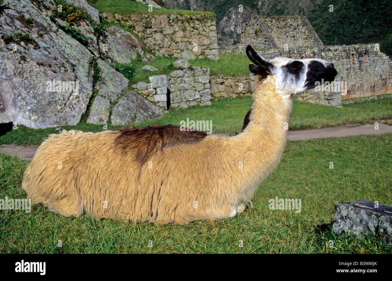 South America, Peru, Machu Picchu. Llama at Machu PIcchu Stock Photo ...