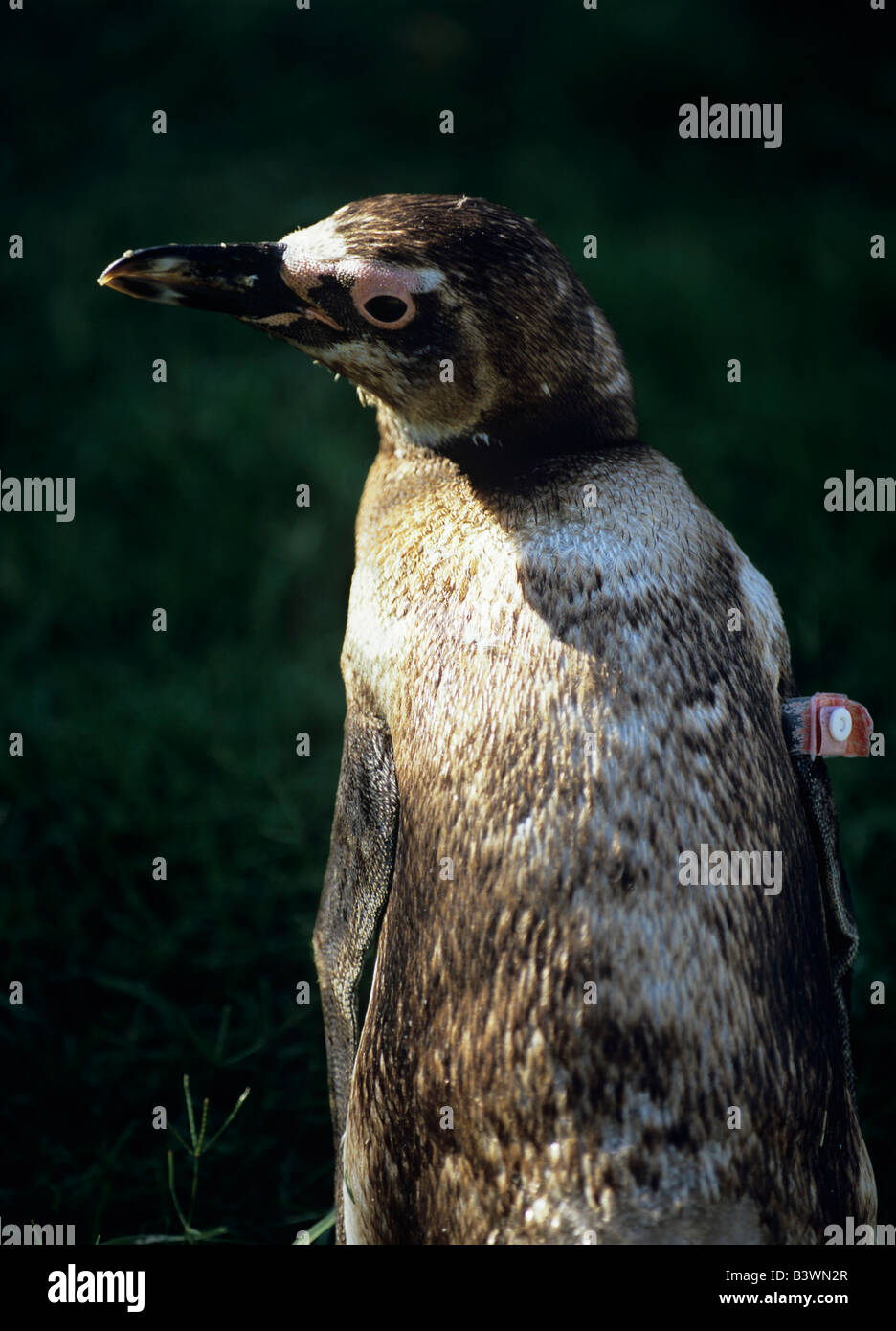 South America, Uruguay; Piriapolis; Banded penguin at the animal rescue ...