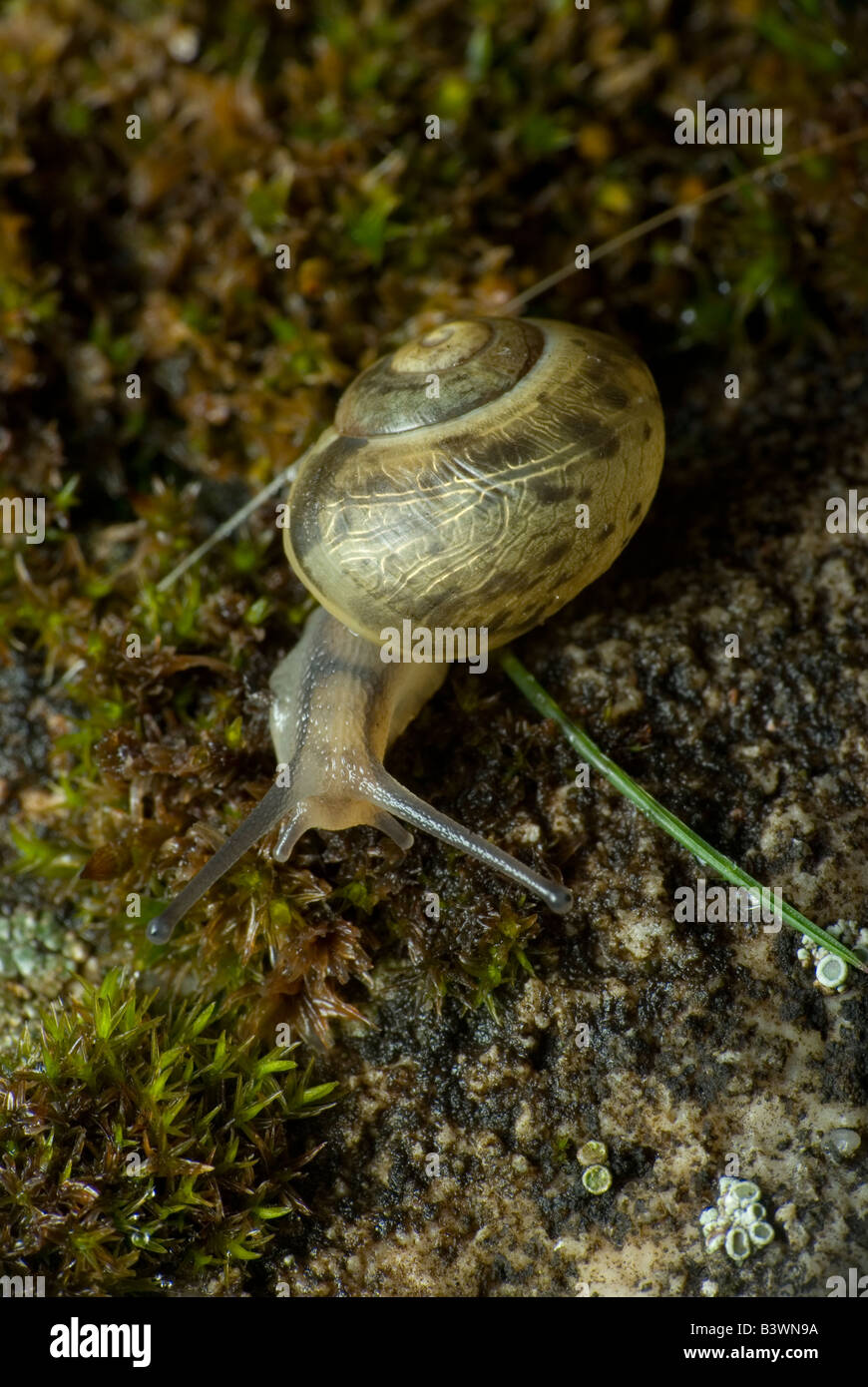 Mollusc pests hi-res stock photography and images - Alamy