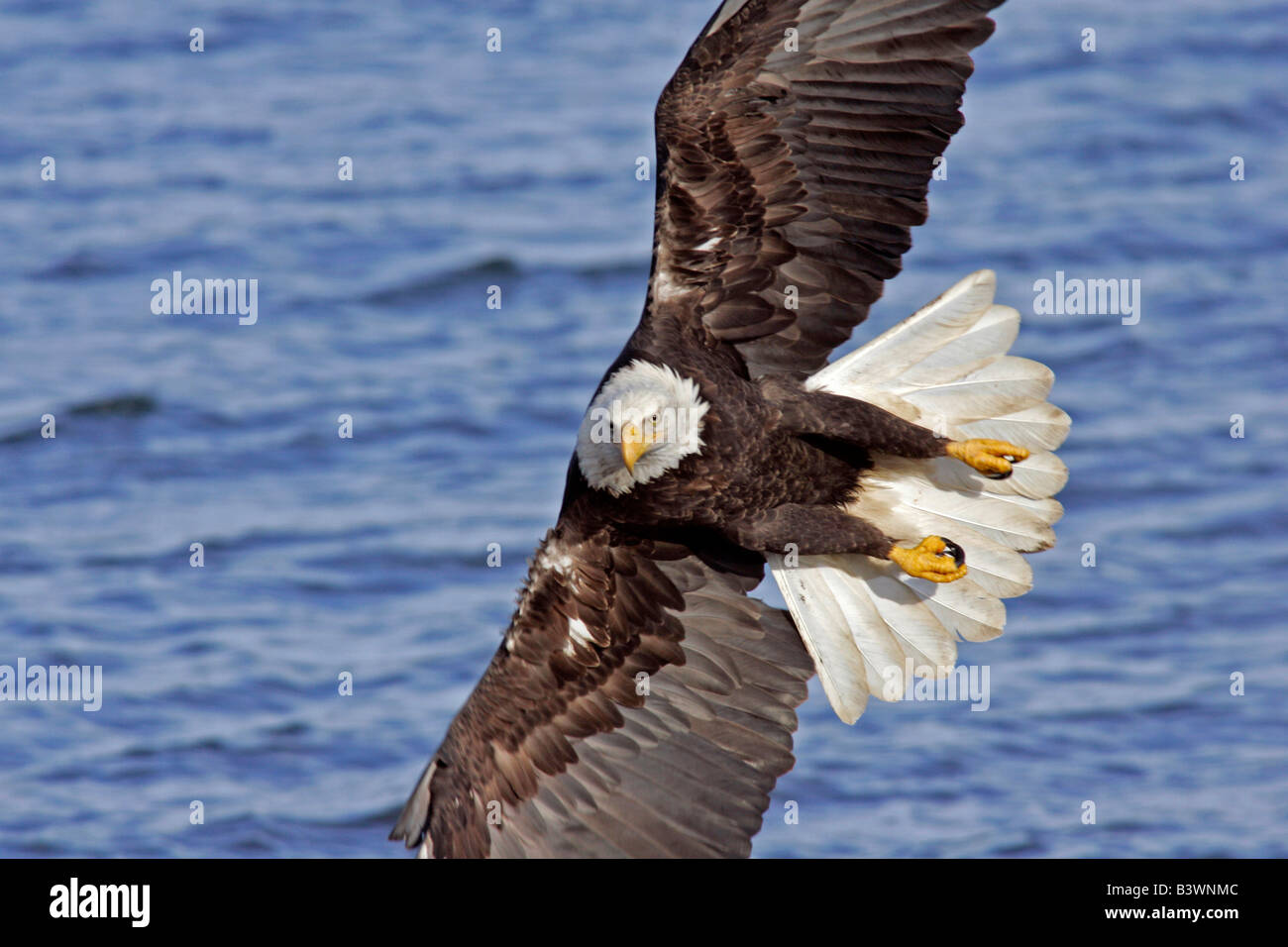 USA, Alaska, Homer. Bald eagle diving above water Stock Photo - Alamy
