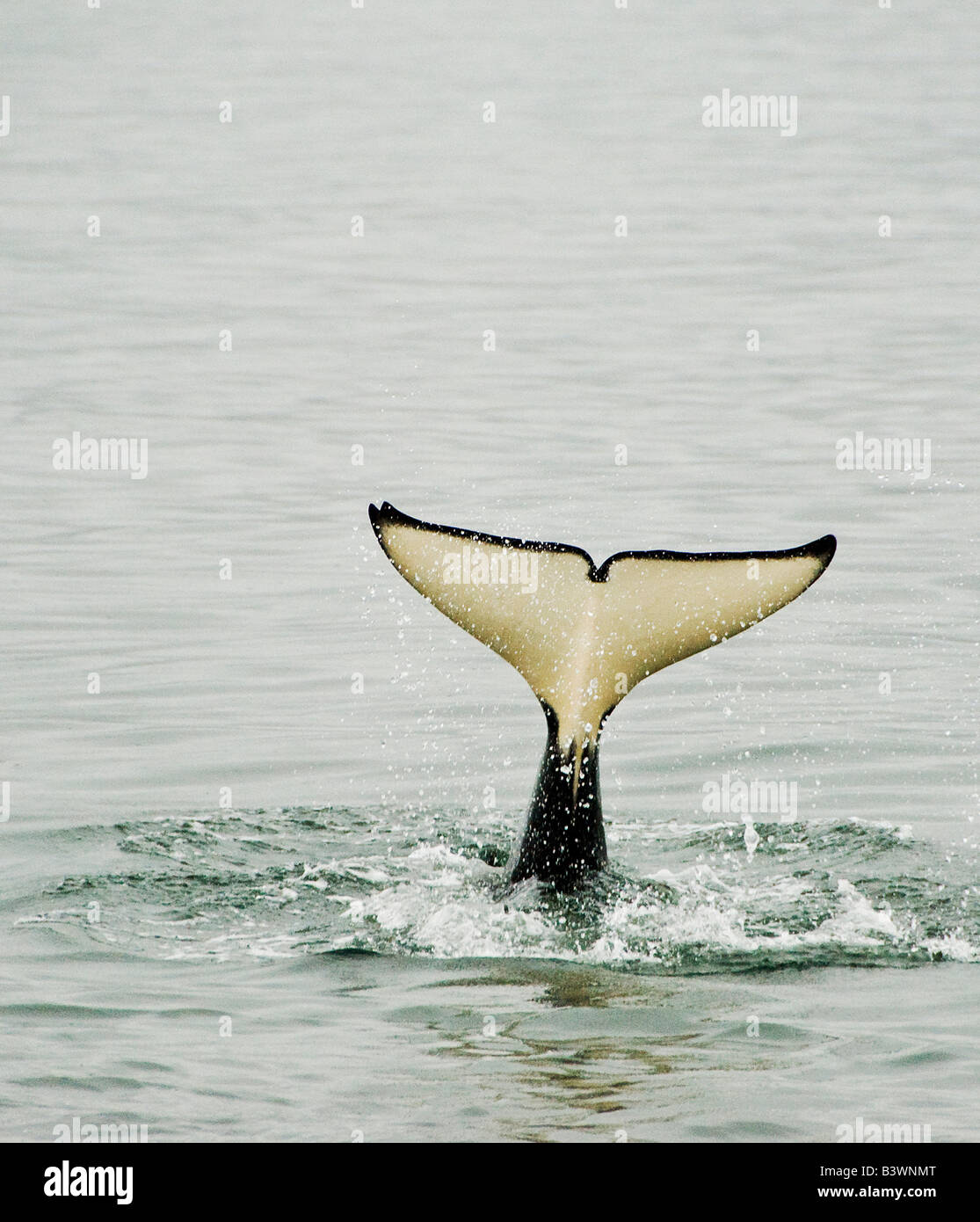 USA, Alaska, Inside Passage. Tail of diving orca Stock Photo - Alamy