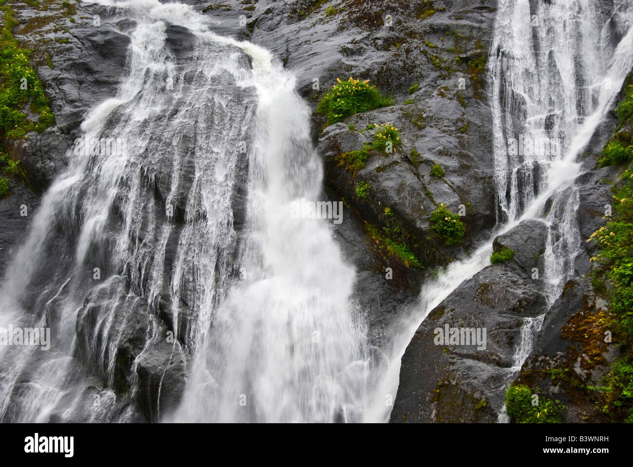 Alaska rock with flower hi-res stock photography and images - Alamy