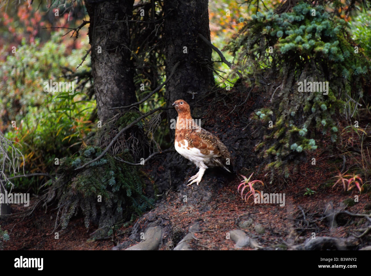 North America, USA, Alaska, Denali National Park. A Willow Ptarmigan ...