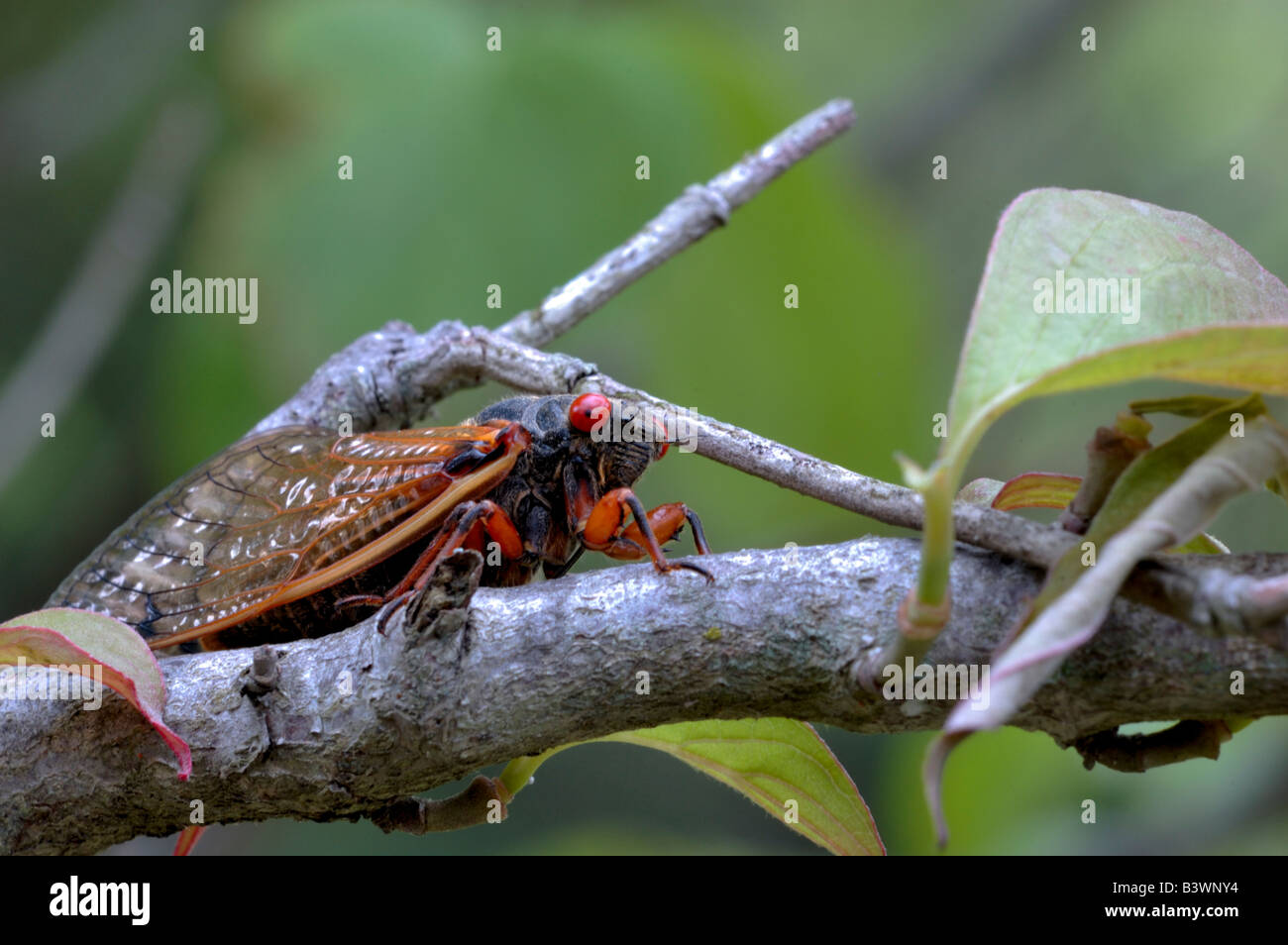 17 Year Cicadas High Resolution Stock Photography and Images - Alamy