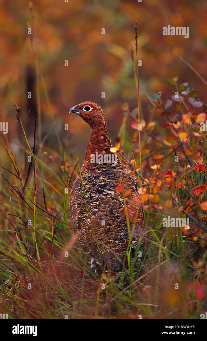 North America, USA, Alaska, Denali National Park. A Willow Ptarmigan ...
