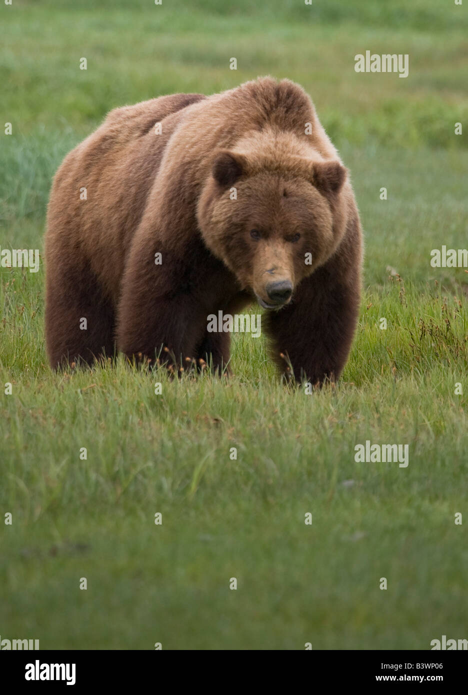 Big Grizzly Bear