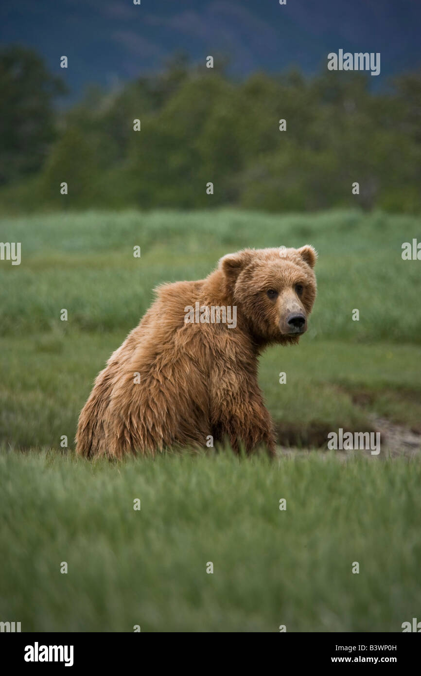 Grizzly bear siting in a green grassy meadow, looking over its shoulder ...