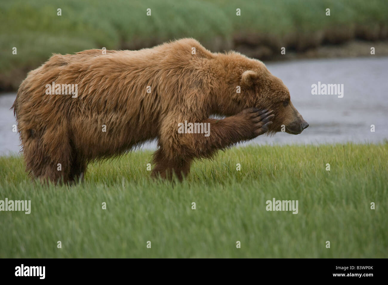 Bear scratching head hi-res stock photography and images - Alamy