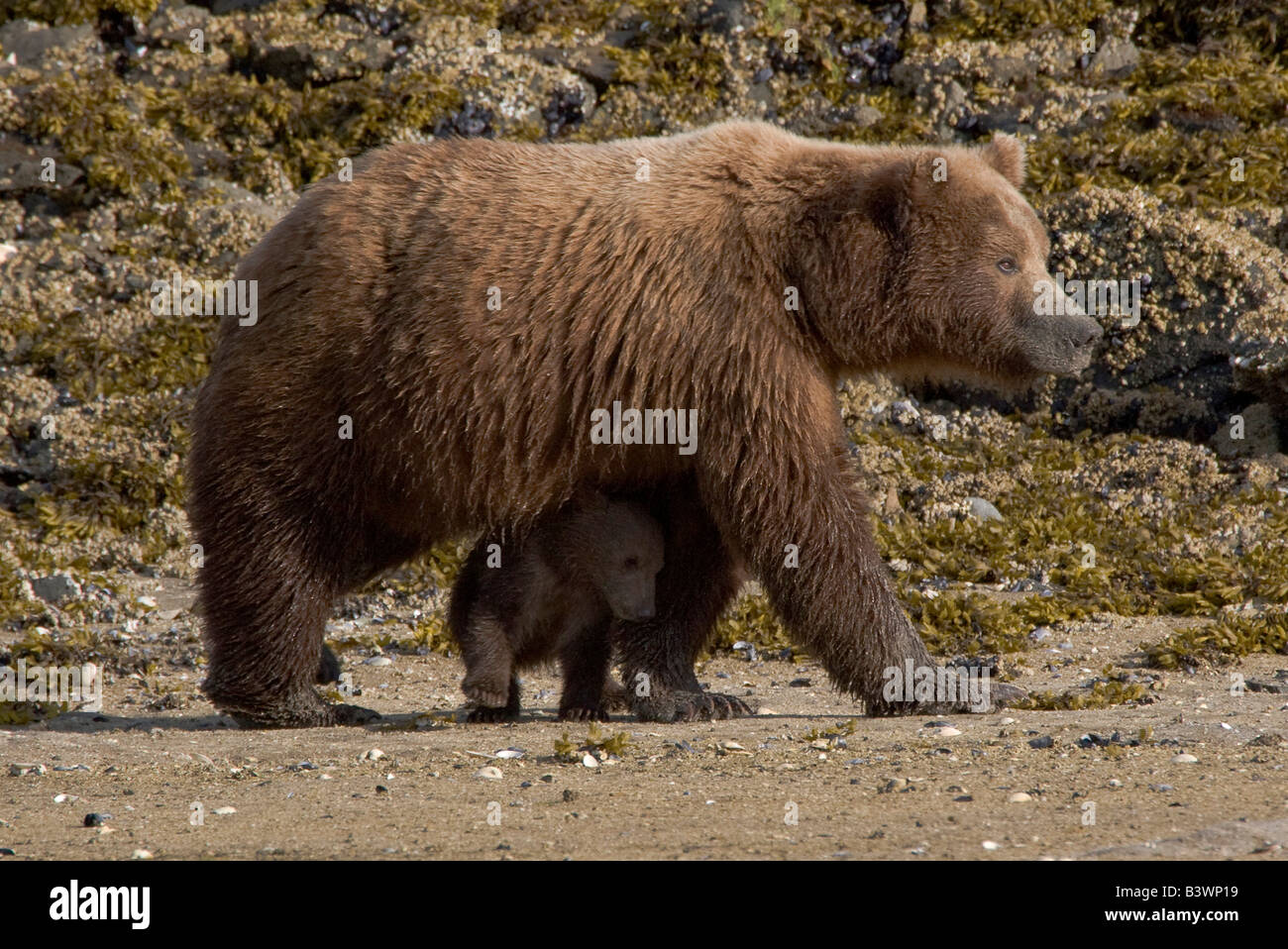 Grizzly bear cub hidding beneath its mothers belly, Geographic Harbor ...
