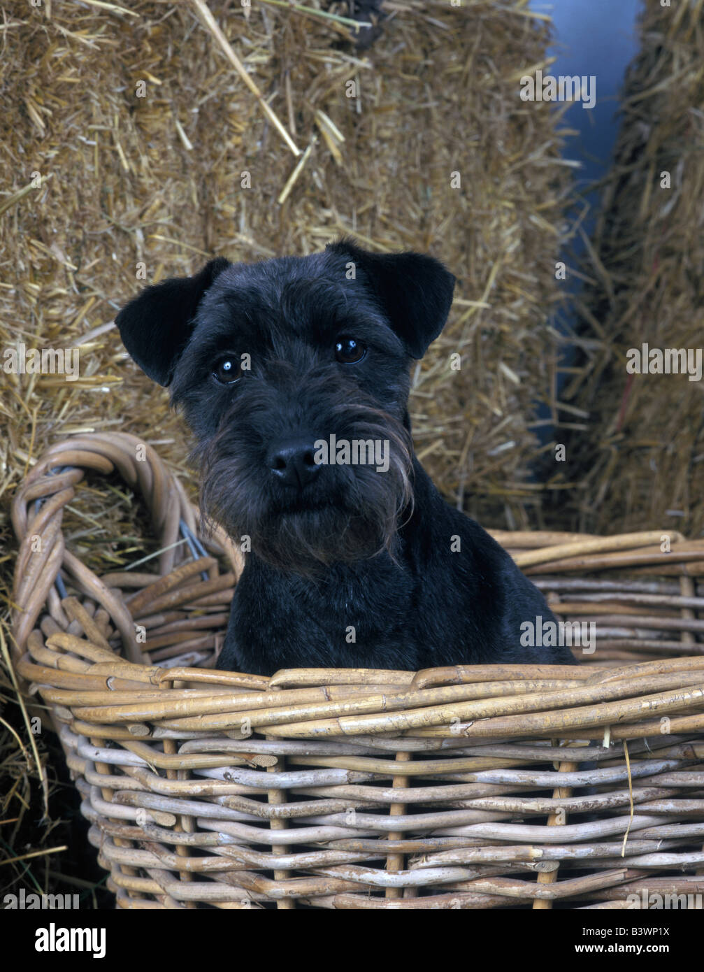 DOG, Fell Terrier, Hertfordshire Stock Photo - Alamy