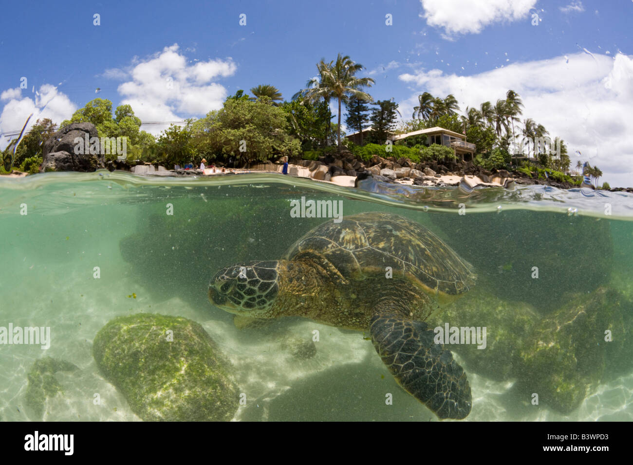 Green sea turtles algae hi-res stock photography and images - Alamy