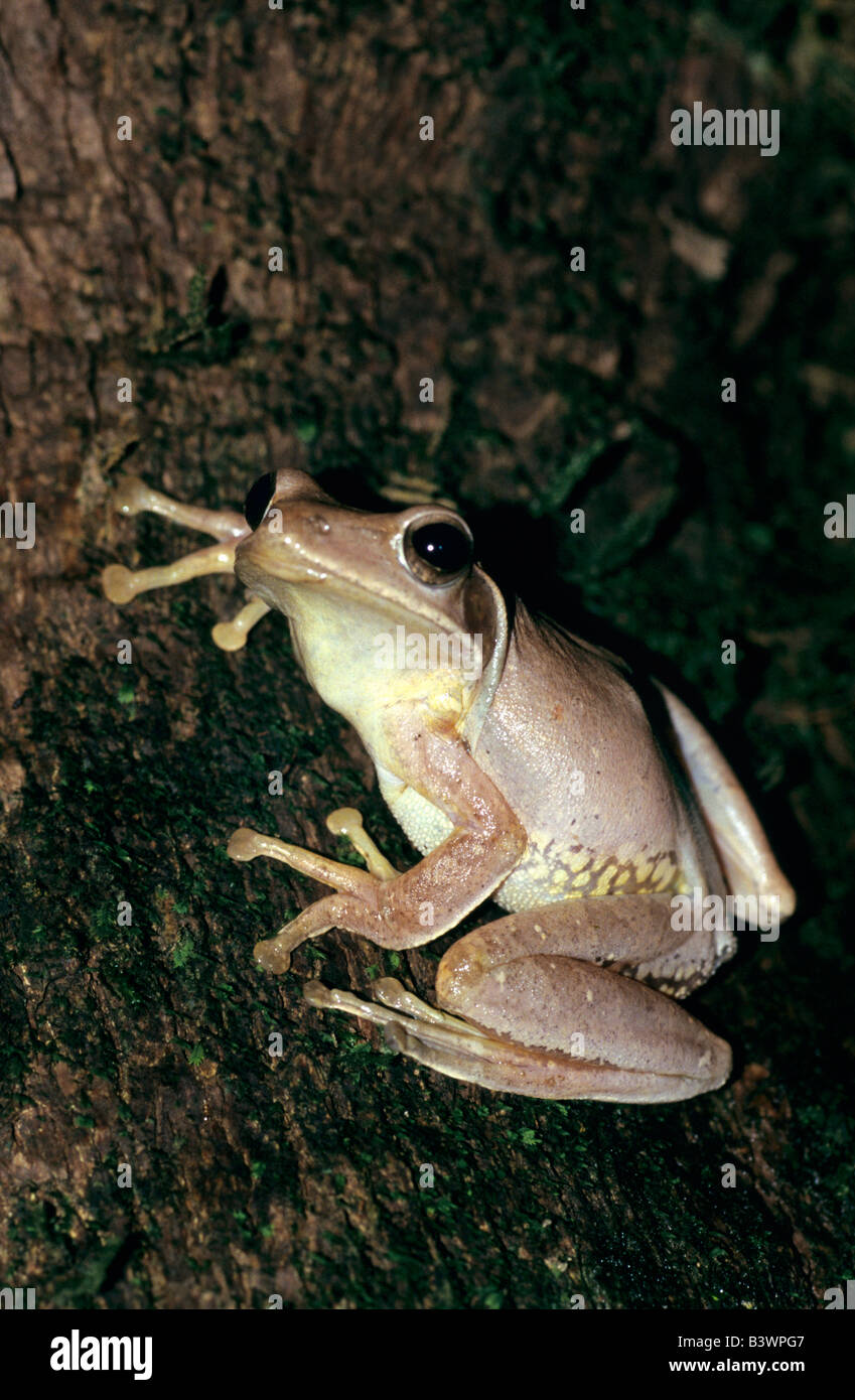 Tree Frog at Bhimashankar, Maharashtra, India Stock Photo - Alamy