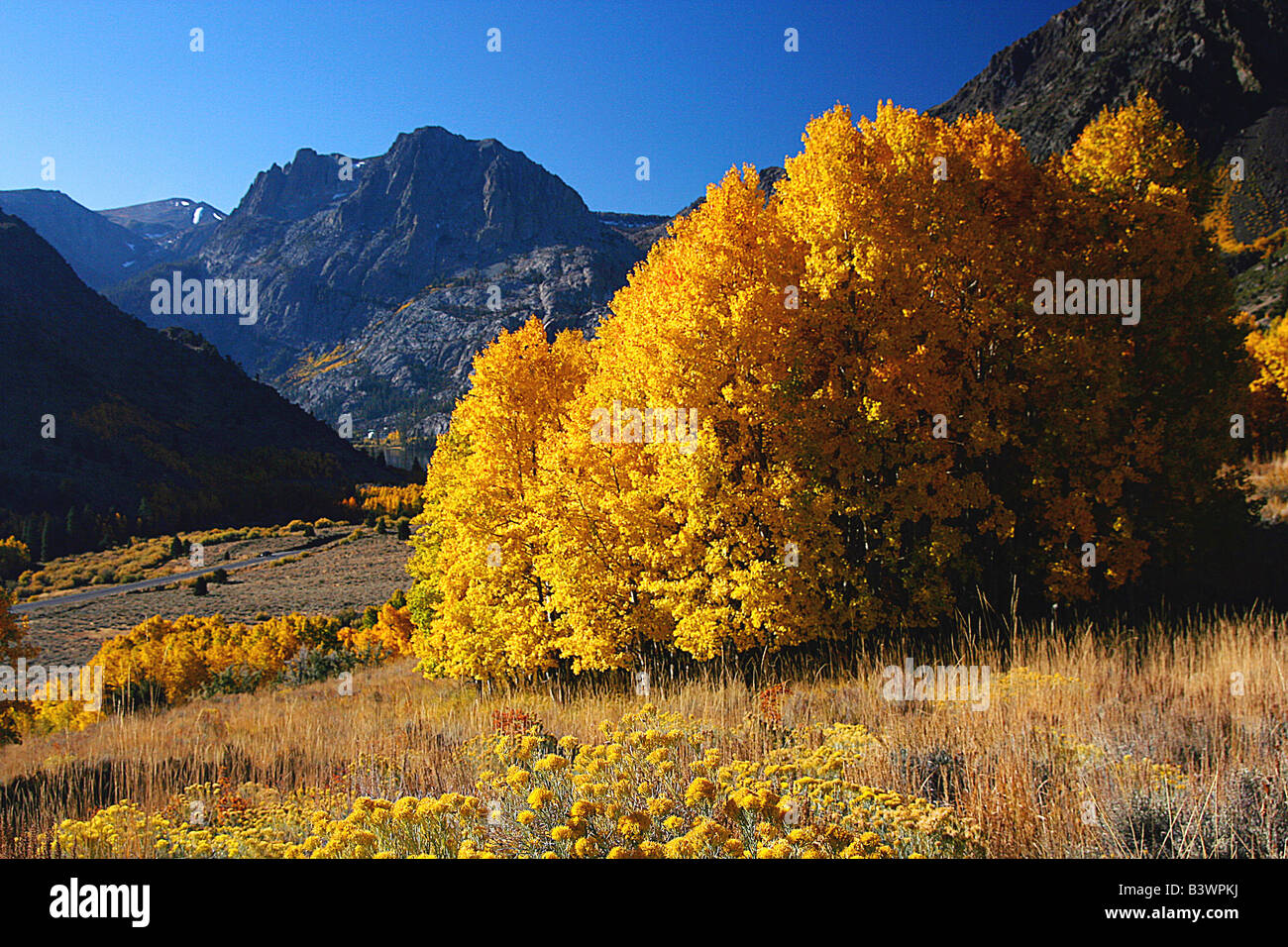 Aspen trees in a forest, Carson Peak, Californian Sierra Nevada ...