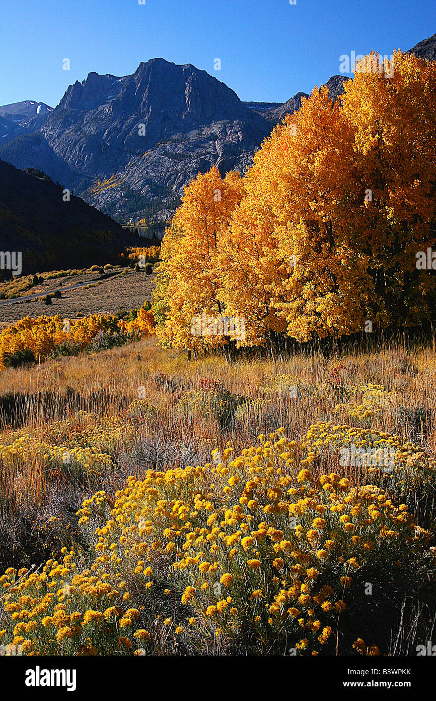 Aspen trees in a forest, Carson Peak, Californian Sierra Nevada ...